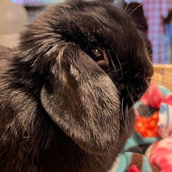 EMBER – Bunny Besties General Store